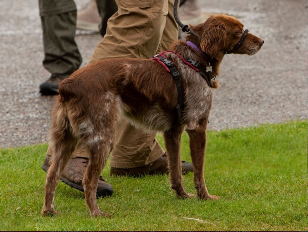 Retriever Development in Hunt Tests - Four Curl Nation